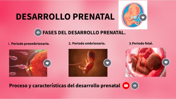 Fases del desarrollo prenatal.