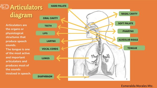 ARTICULATORS