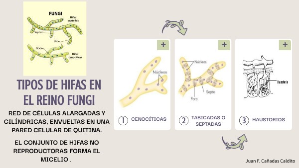 TIPOS DE HIFAS