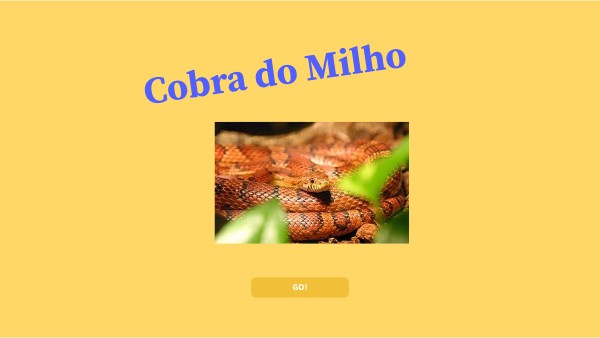Cobra Do Milho Da Selva How Big Do Corn Snakes Get? A Z Animals