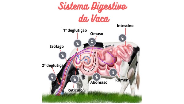 sistema digestivo da vaca