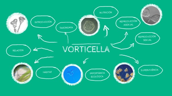 VORTICELLA
