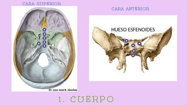 HUESO ESFENOIDES