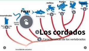Infografía sobre los cordados