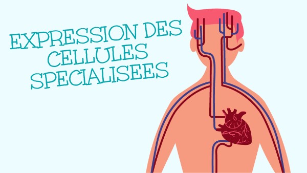 cellule spécialisée seconde