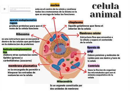 Imagen interactiva de celula animal