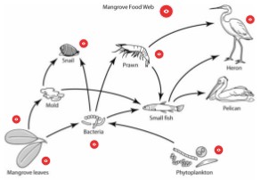 Mangrove Food Web Components
