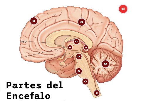 PARTES DEL ENCEFALO