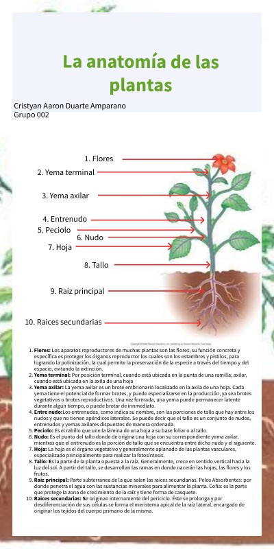 Anatomia De la planta