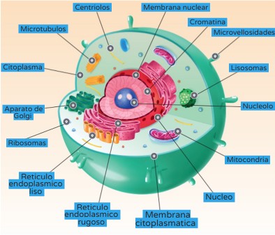 Célula eucariota animal