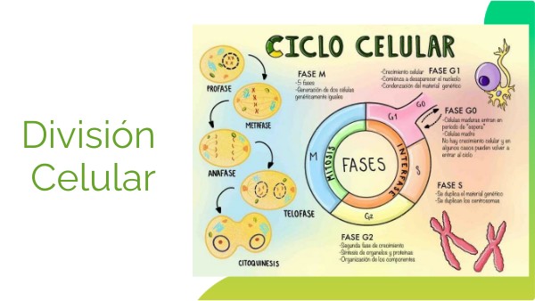 DIVISIÓN CELULAR