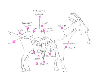 Sistema Digestivo de Ovinos y Caprinos