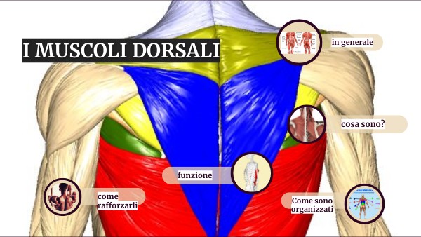 I MUSCOLI DORSALI