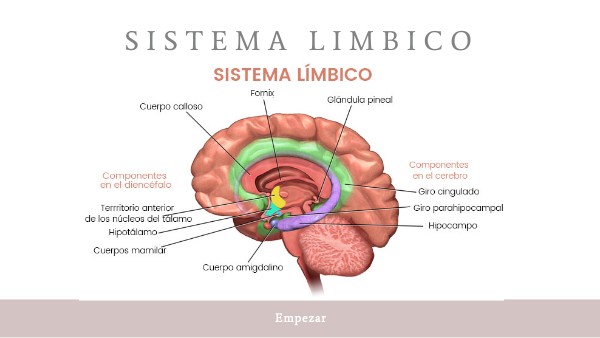 Sistema Limbico