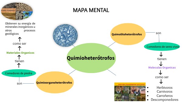 Quimioheterotrofos UTH Keydy Melissa Corrales