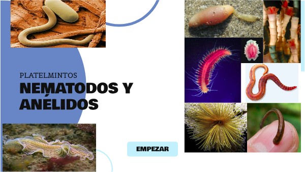 PRESENTACIÓN platelmintos,nematodosy anélidos