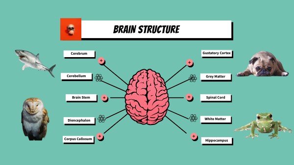 BRAIN MINDMAP