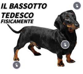 Mini Bassotto Color Crema