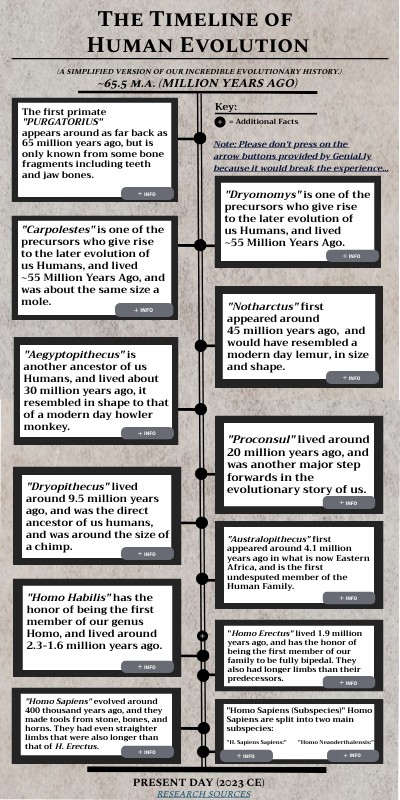 Homo Sapiens Evolution Timeline
