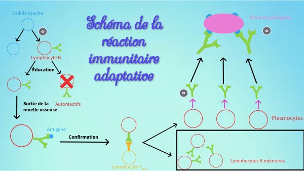 Schéma de la réaction immunitaire adaptative