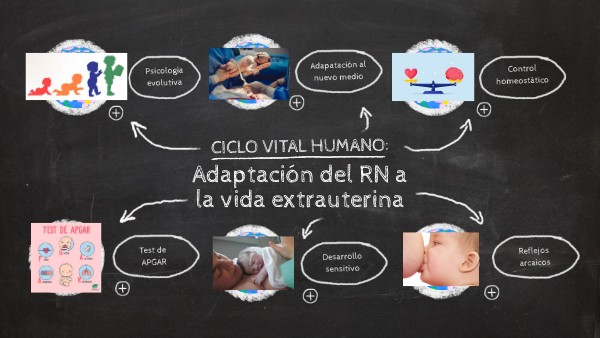 Ciclo Vital Humano