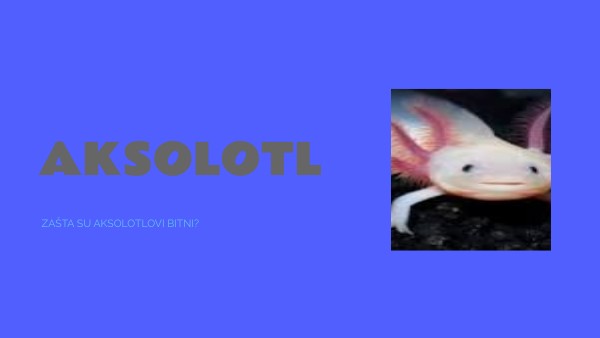 Axelotl