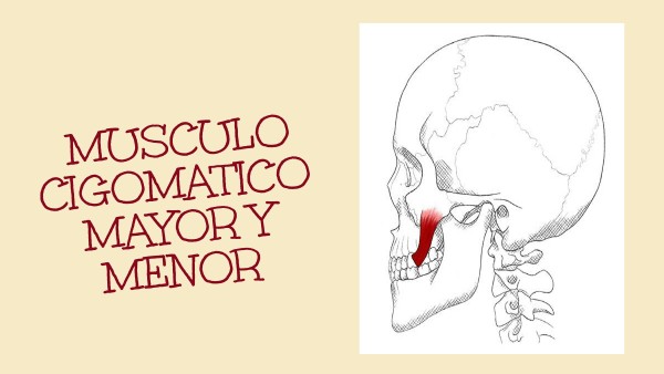 Músculo cigomatico mayor y menor