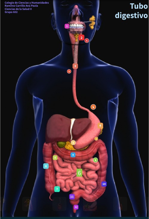 Ramirez_Tubo digestivo