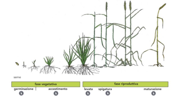 ciclo vegetativo frumento