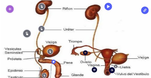 sistema genito urinario