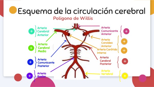 Circulación Cerebral y polígono de Willis
