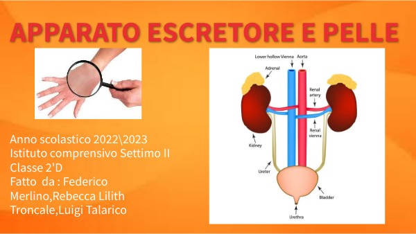 APPARATO ESCRETORE O PELLE