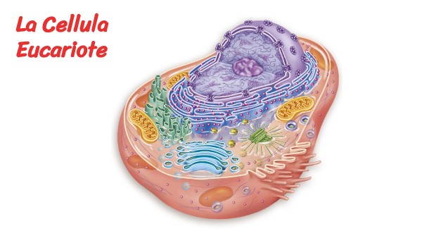 La cellula eucariote