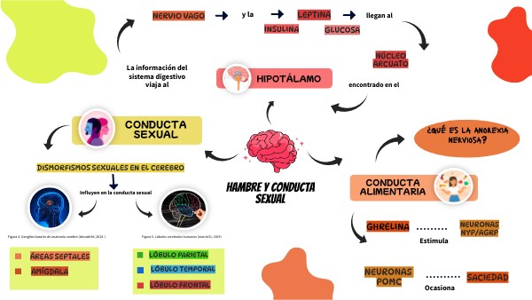 HORMONAS Y CONDUCTA SEXUAL