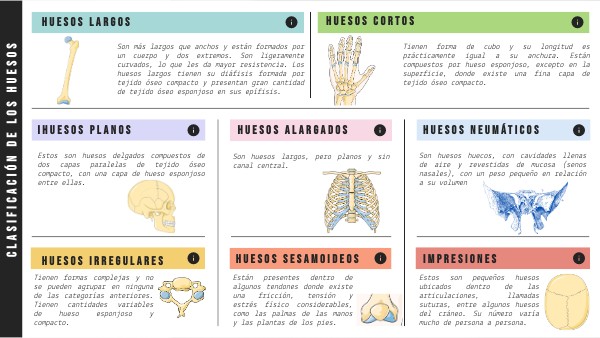 CLASIFICACION DE LOS HUESOS
