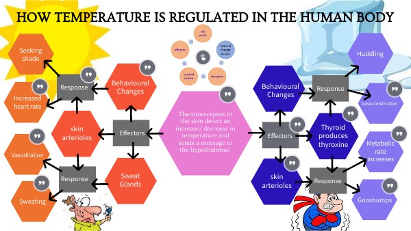 How The Human Body Regulates Temperature