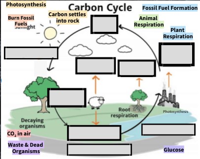 Carbon Cycle Practice