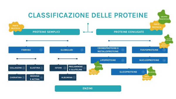 CLASSIFICAZIONE DELLE PROTEINE