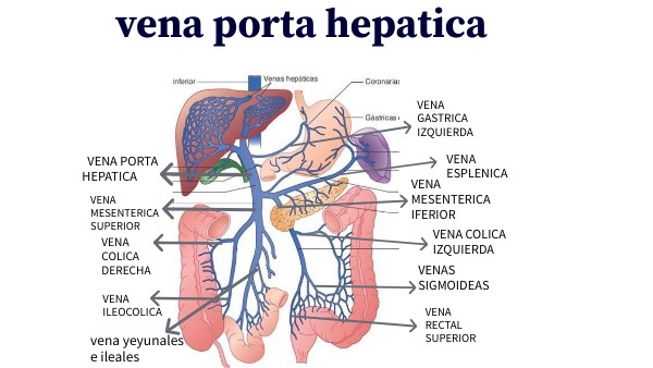 vena hepatica hepatica