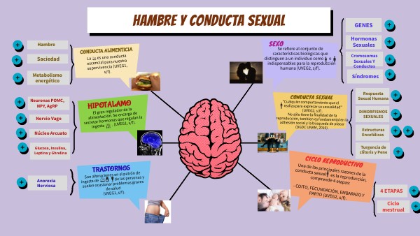MAPA MENTAL HAMBRE Y CONDUCTA SEXUAL