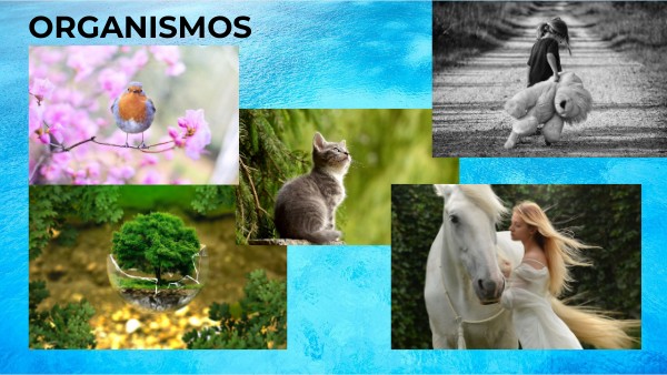 Organismos