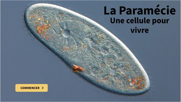 Paramécie et fonctions