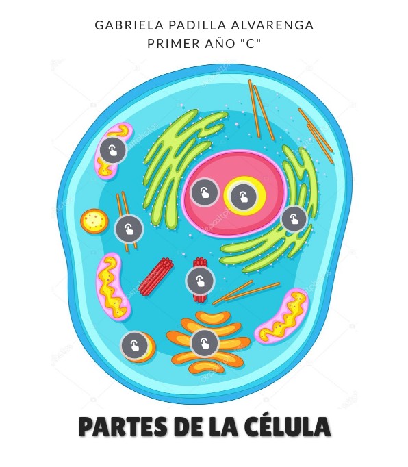 Partes de una célula.