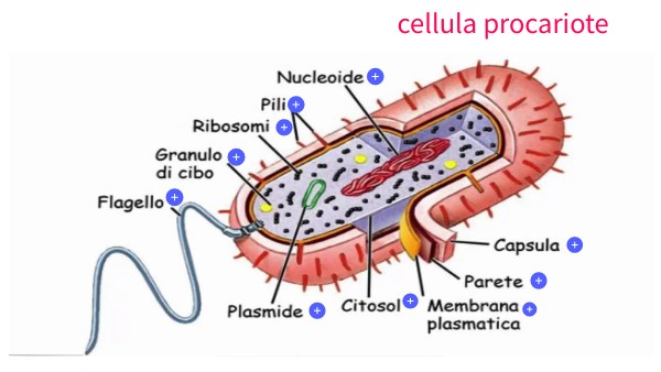 La cellula procariote