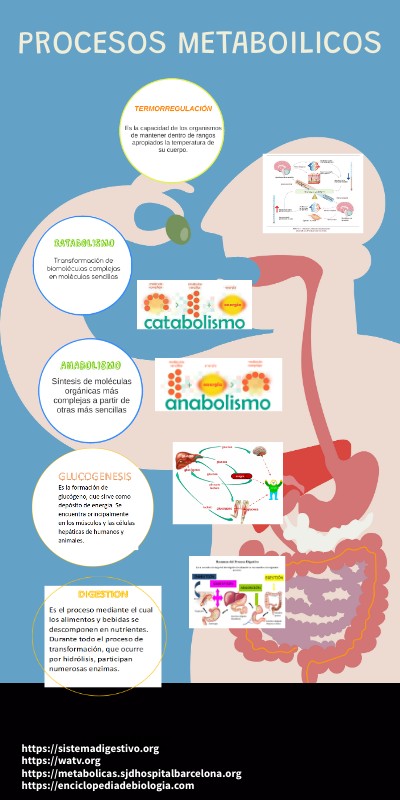 ¿Qué Es El Proceso Metabólico | Qué es: Procesos metabólicos y su ...