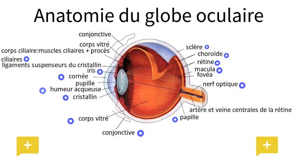 anatomie du globe oculaire