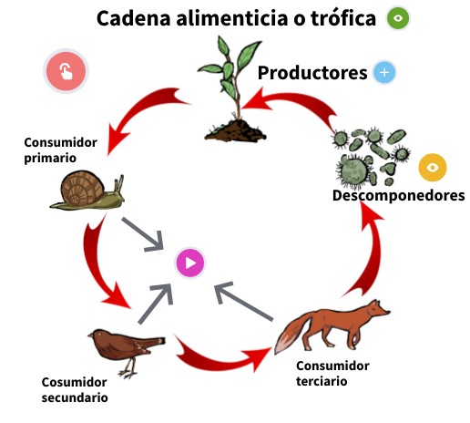 Cadena alimenticia