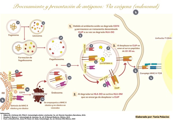 Procesamiento y presentación de antígenos: Vía exógena