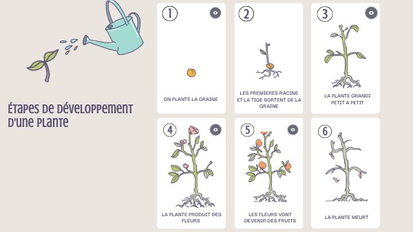 Le cycle de développement des plantes