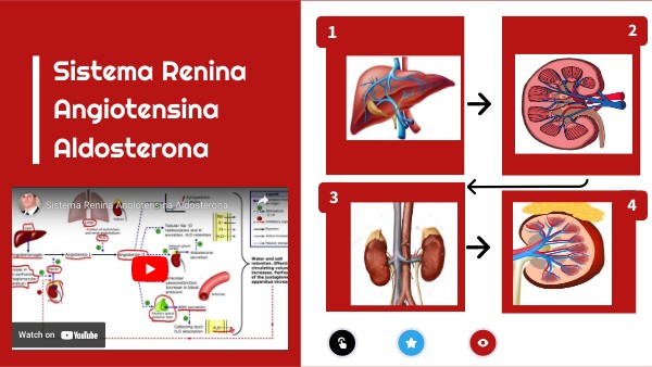 Sistema Renina Angiotensina Aldosterona